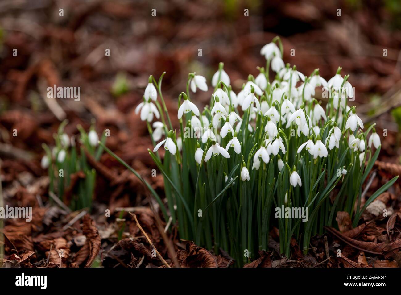Snowdrop like flowers hi-res stock photography and images - Alamy