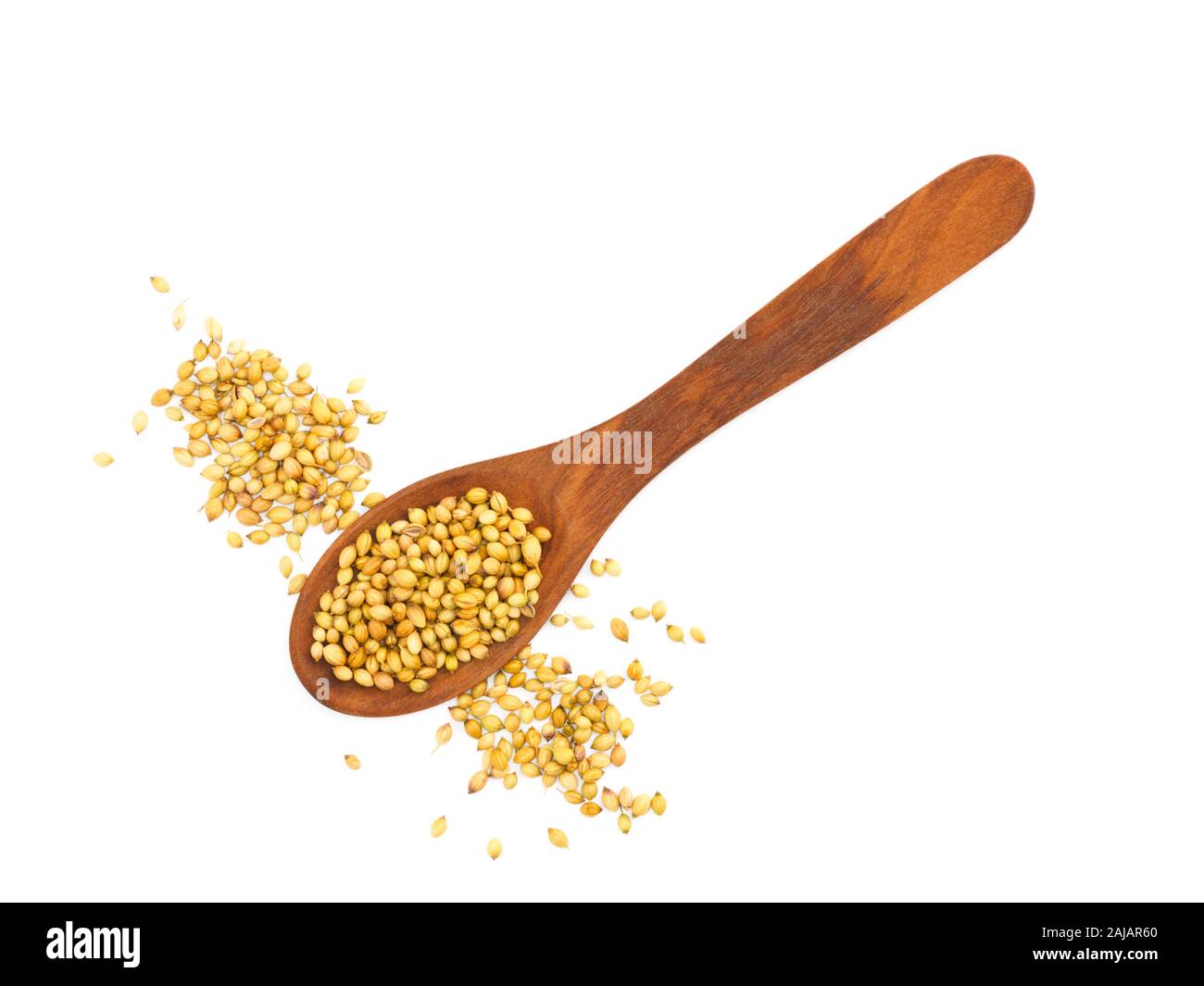 Spice coriander (Coriandrum sativum) in wooden spoon on white isolated ...