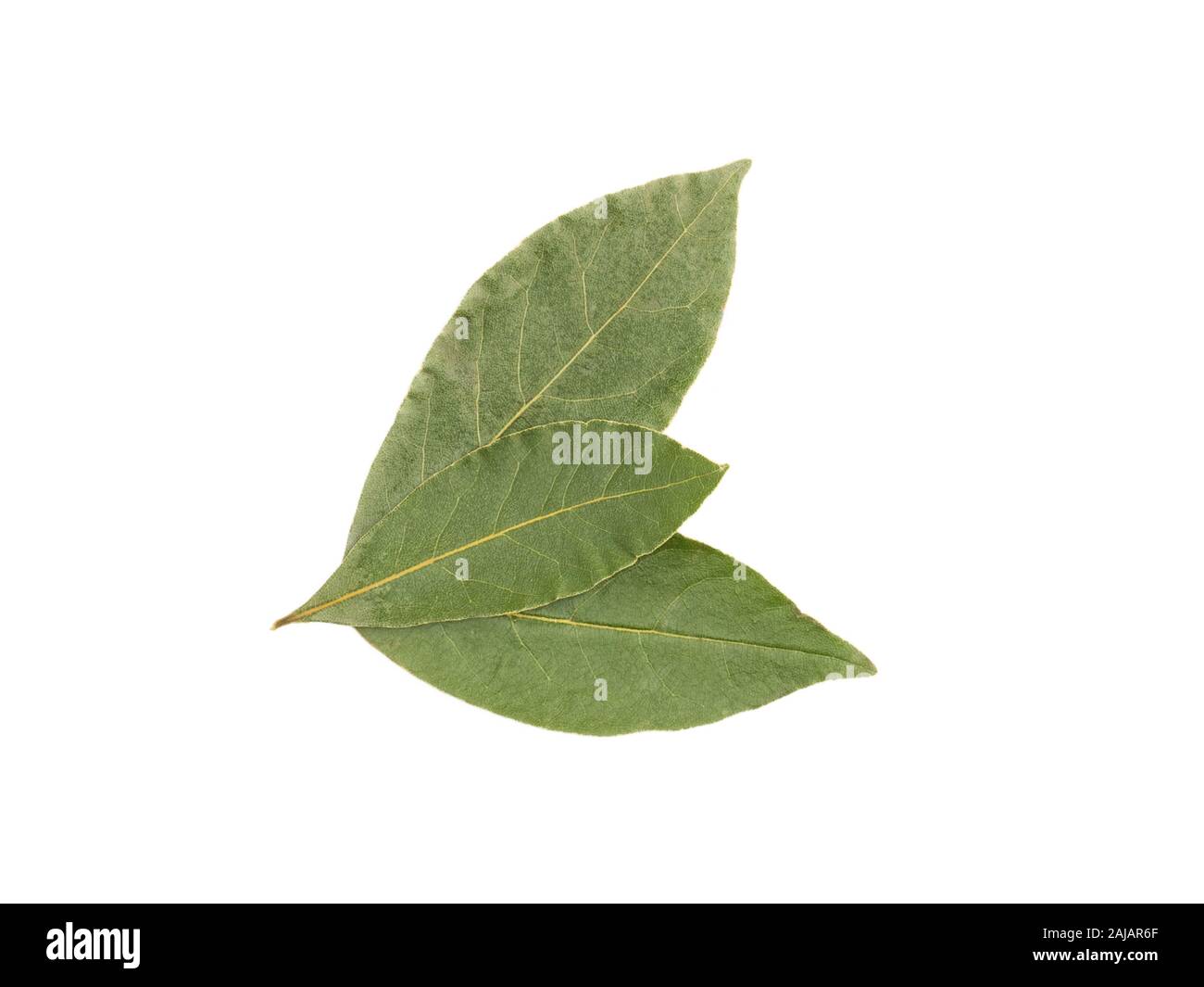 Three laurel leaves in the shape of a bird with wings on white isolated ...