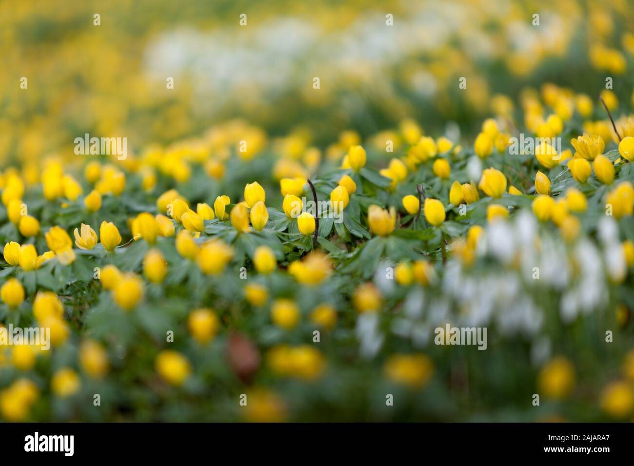 A blanket of bright yellow Winter Aconites and small white flowered ...