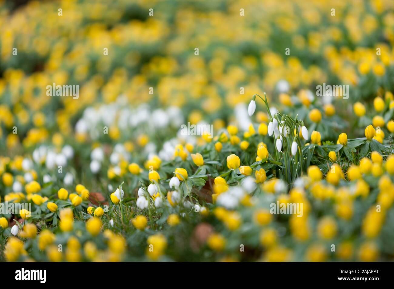 A blanket of bright yellow Winter Aconites and small white flowered ...