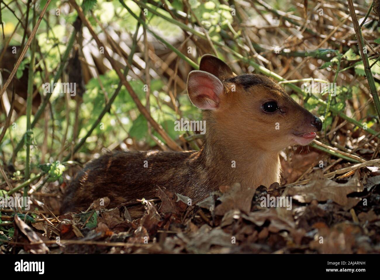 REEVE'S MUNTJAC fawn, (Muntiacus reevesi Stock Photo - Alamy