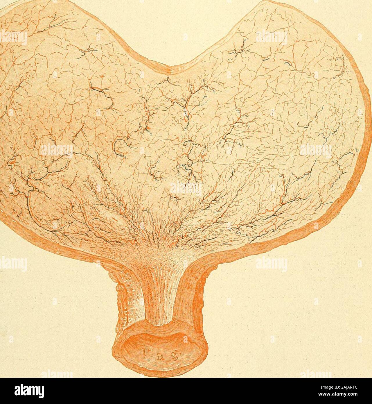 Mucosa vesical hi-res stock photography and images - Alamy