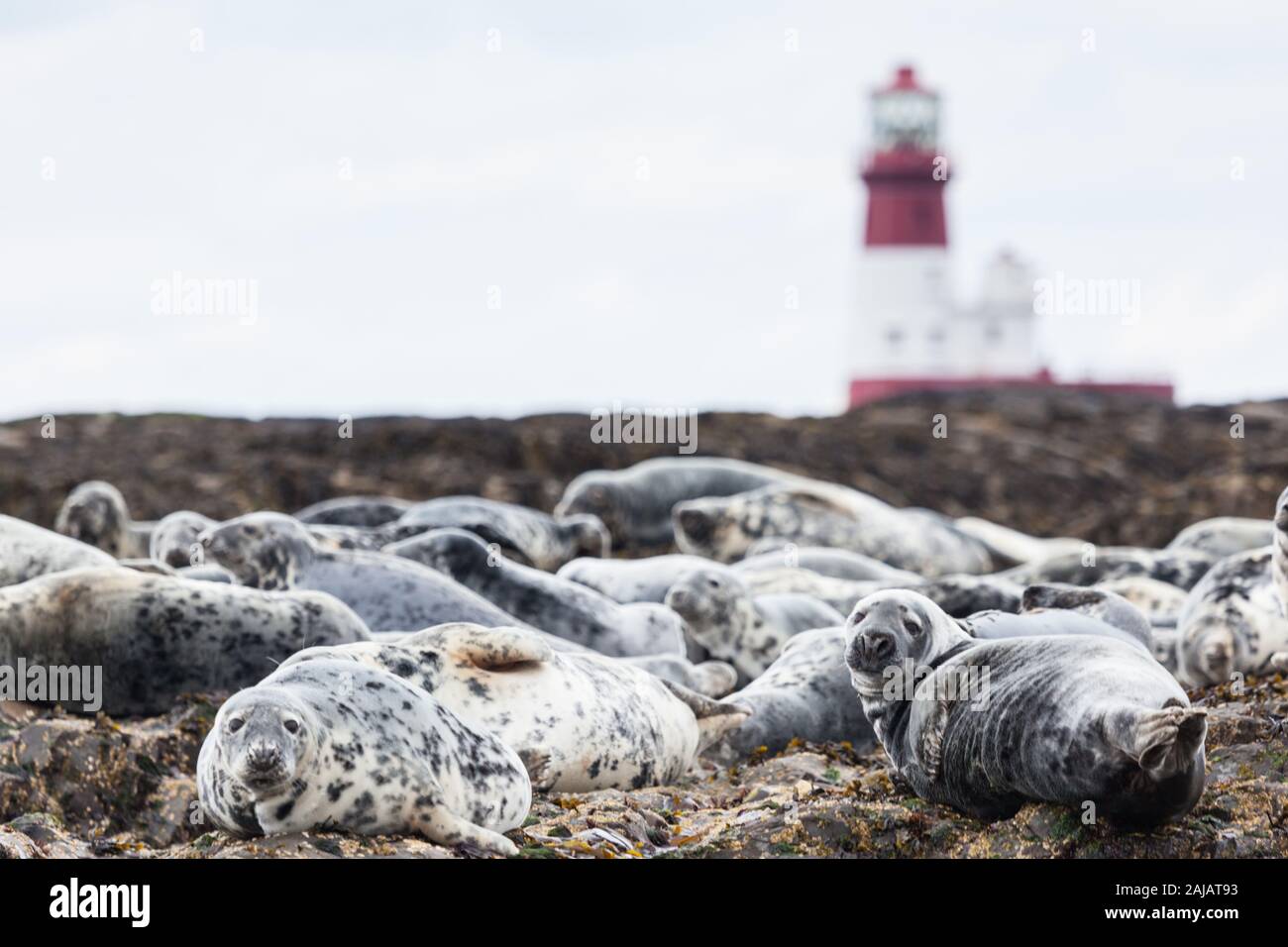Nesting seals hi-res stock photography and images - Alamy