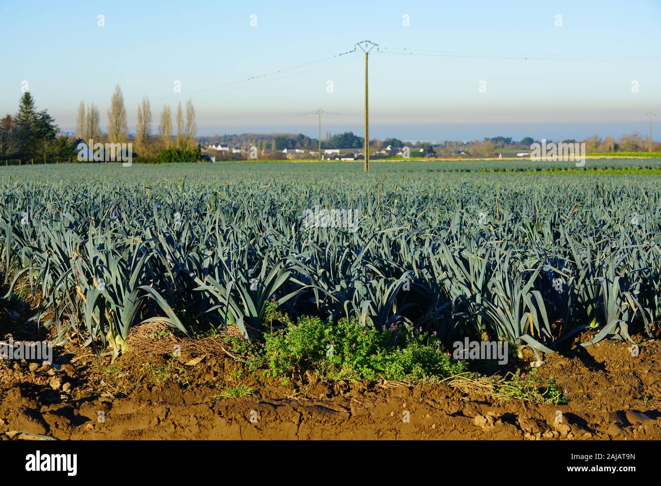 View of a field planted with leeks in Brittany, France Stock Photo - Alamy