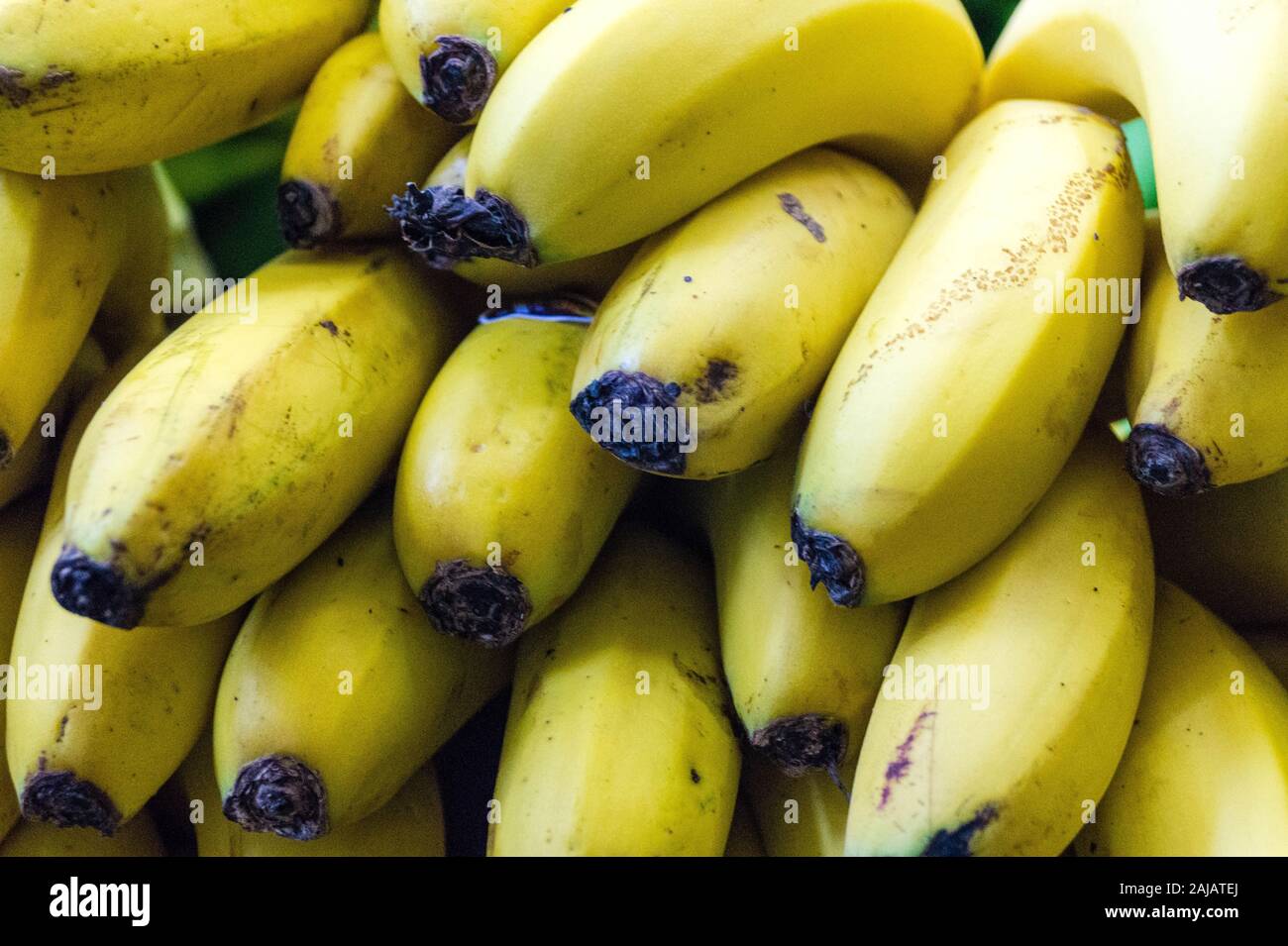 Bananas on a plantation on Madeira Island Stock Photo - Alamy