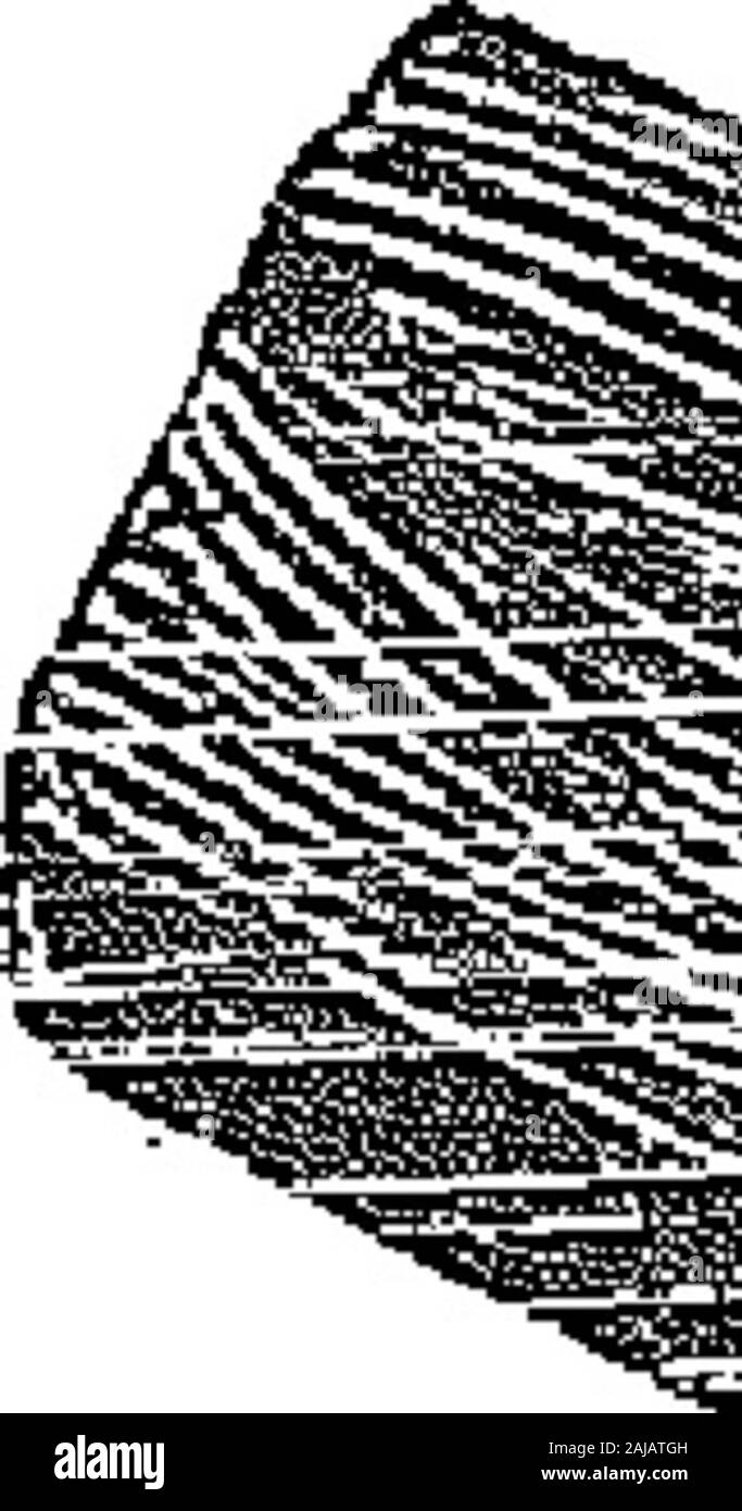 The War Cry . /i Stock Photo - Alamy