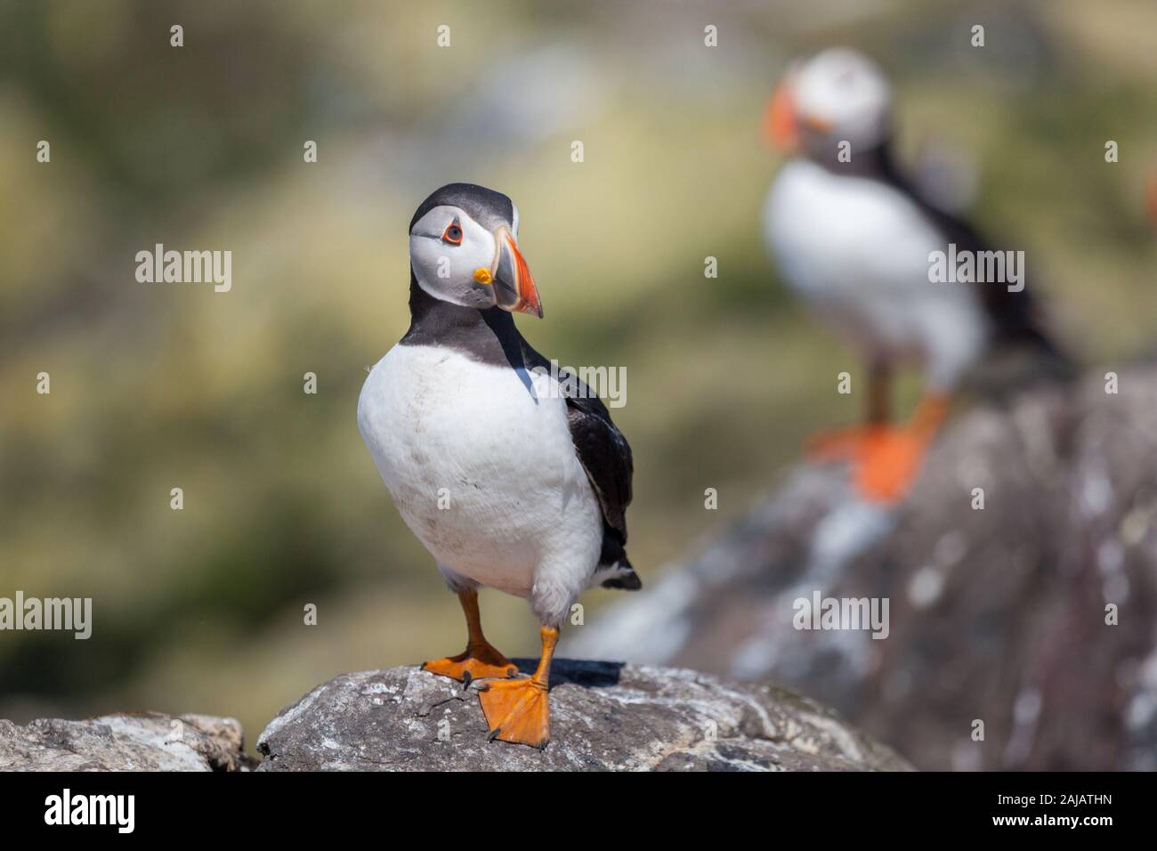 Atlantic puffin, or common puffin, latin name Fratercula arctica, at ...