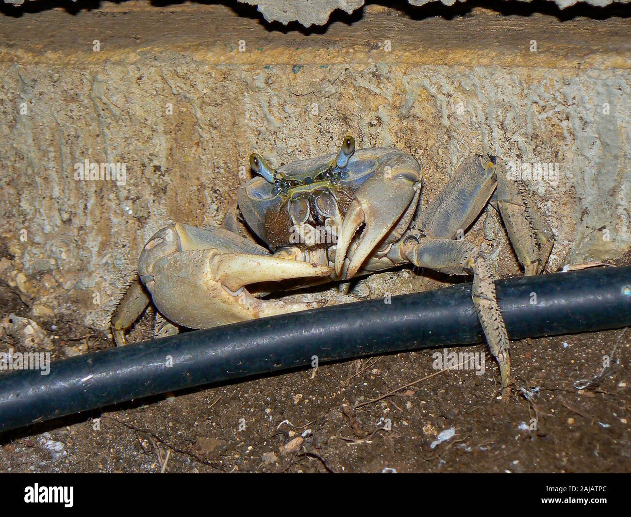 Blue Land Crab (Cardisoma guanhumi Stock Photo - Alamy