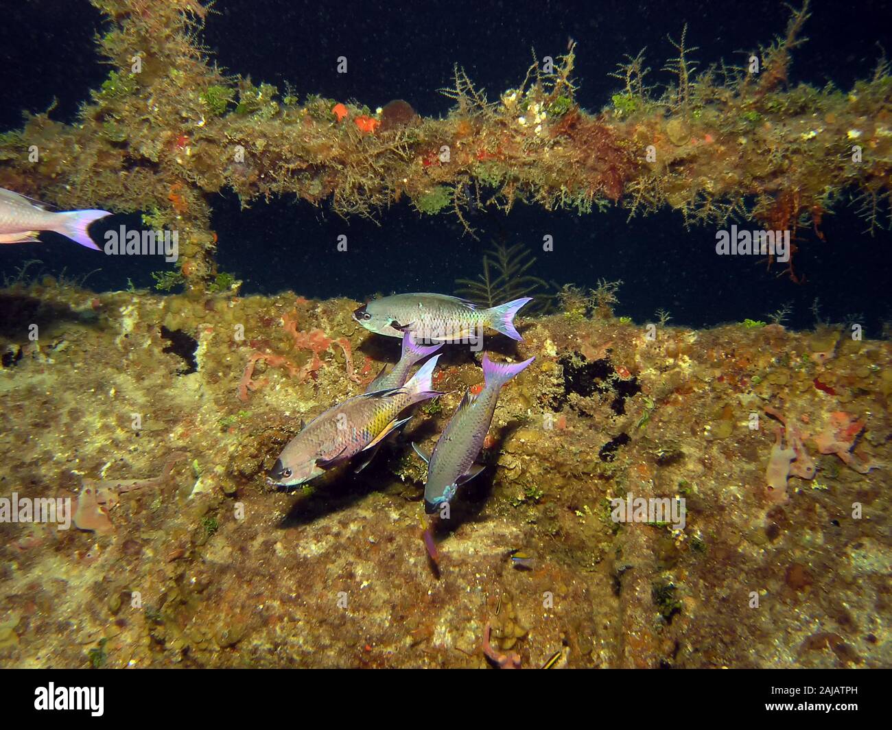 Creole Wrasse (Clepticus parrae) on a ship wreck Stock Photo - Alamy