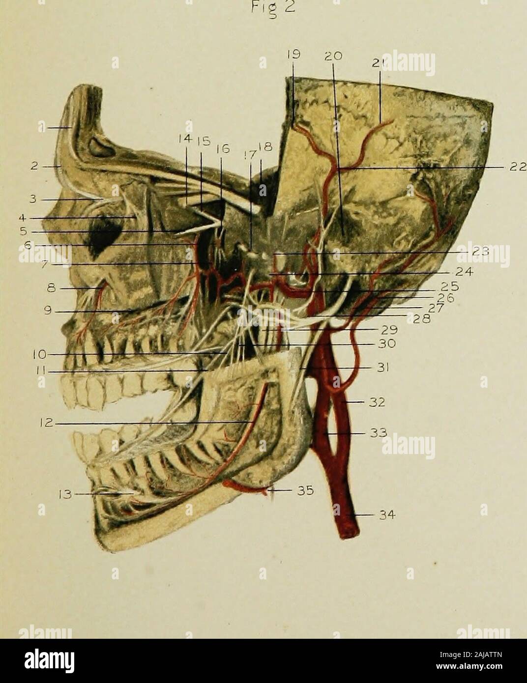 Regional anatomy hi-res stock photography and images - Alamy