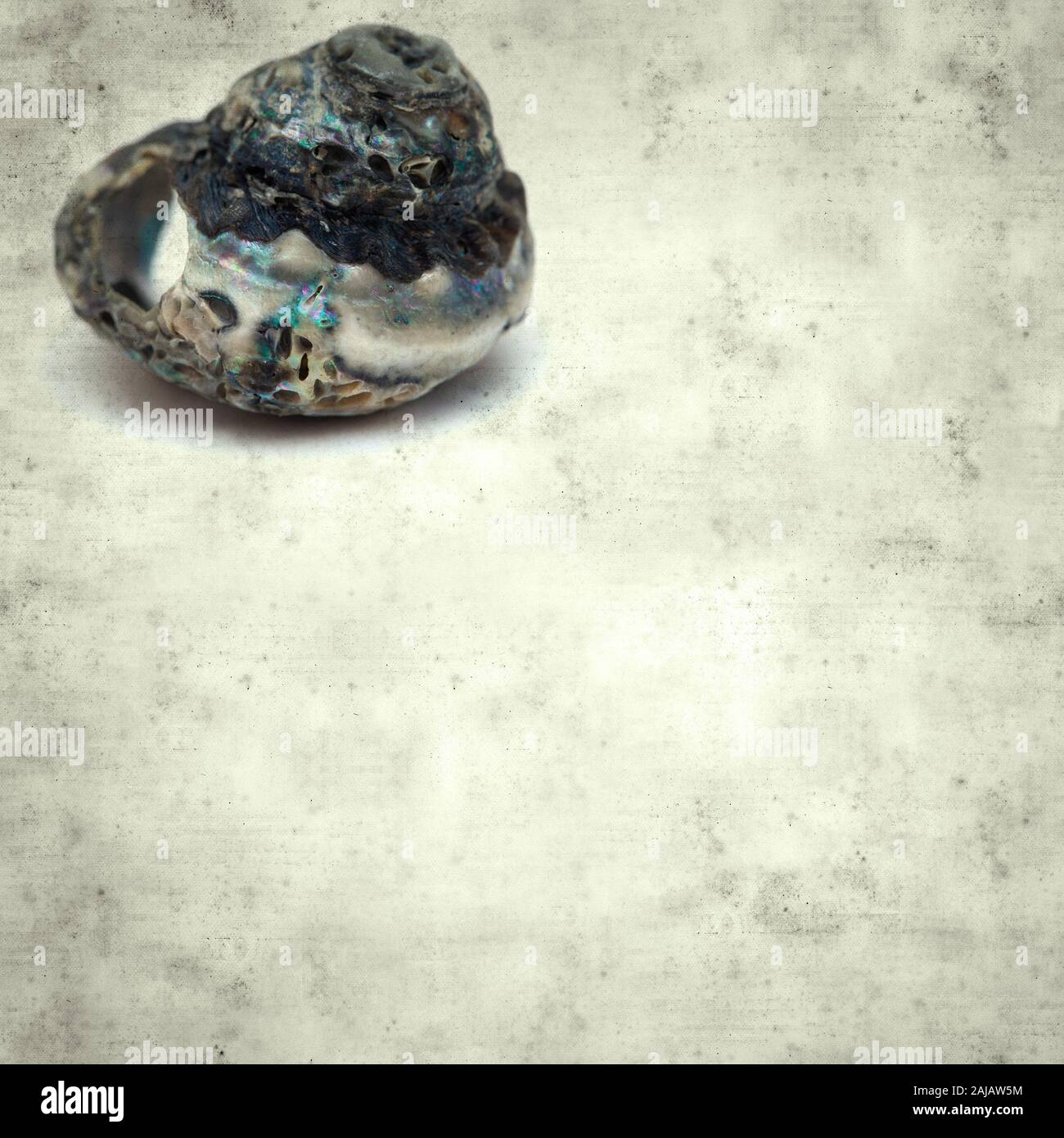 textured stylish old paper background, square, with broken sea snail ...