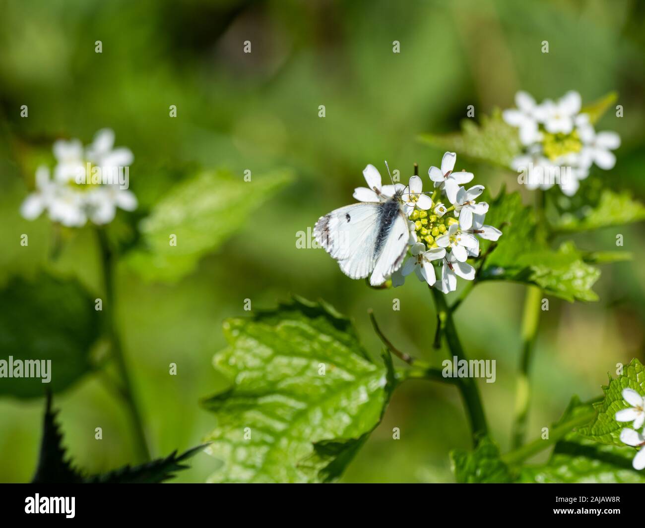 Small white or cabbage butterflies (Pieris rapae Stock Photo - Alamy