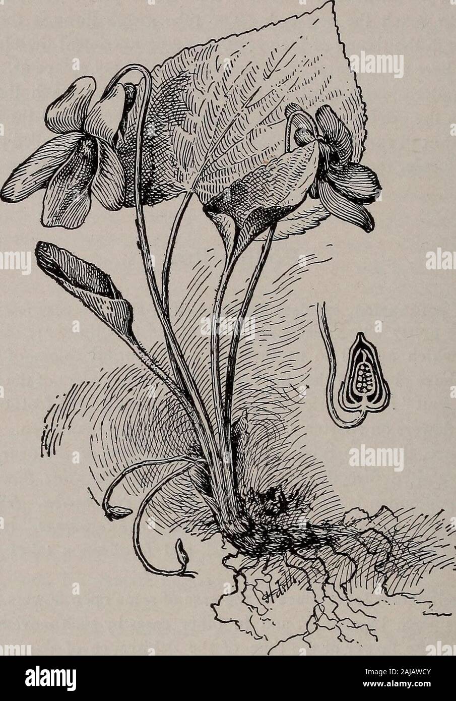 Anemophilous pollination hi-res stock photography and images - Alamy