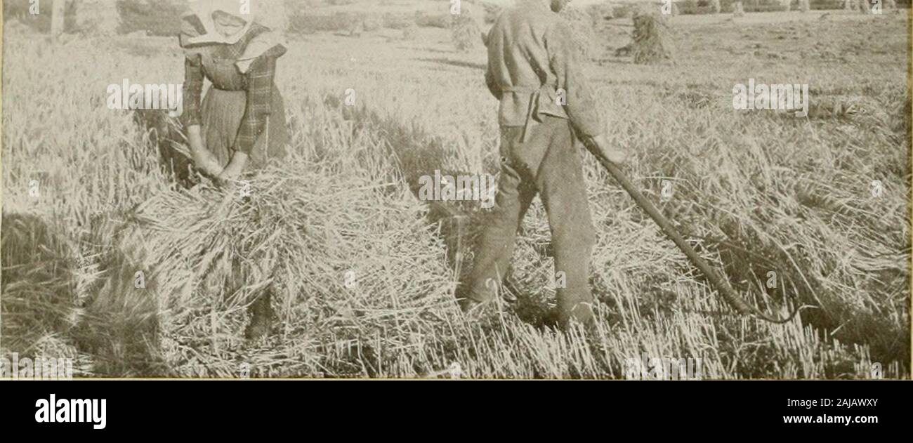 Harvest scenes of the world . Gleaning the Grain fromthe Stubble Stock ...