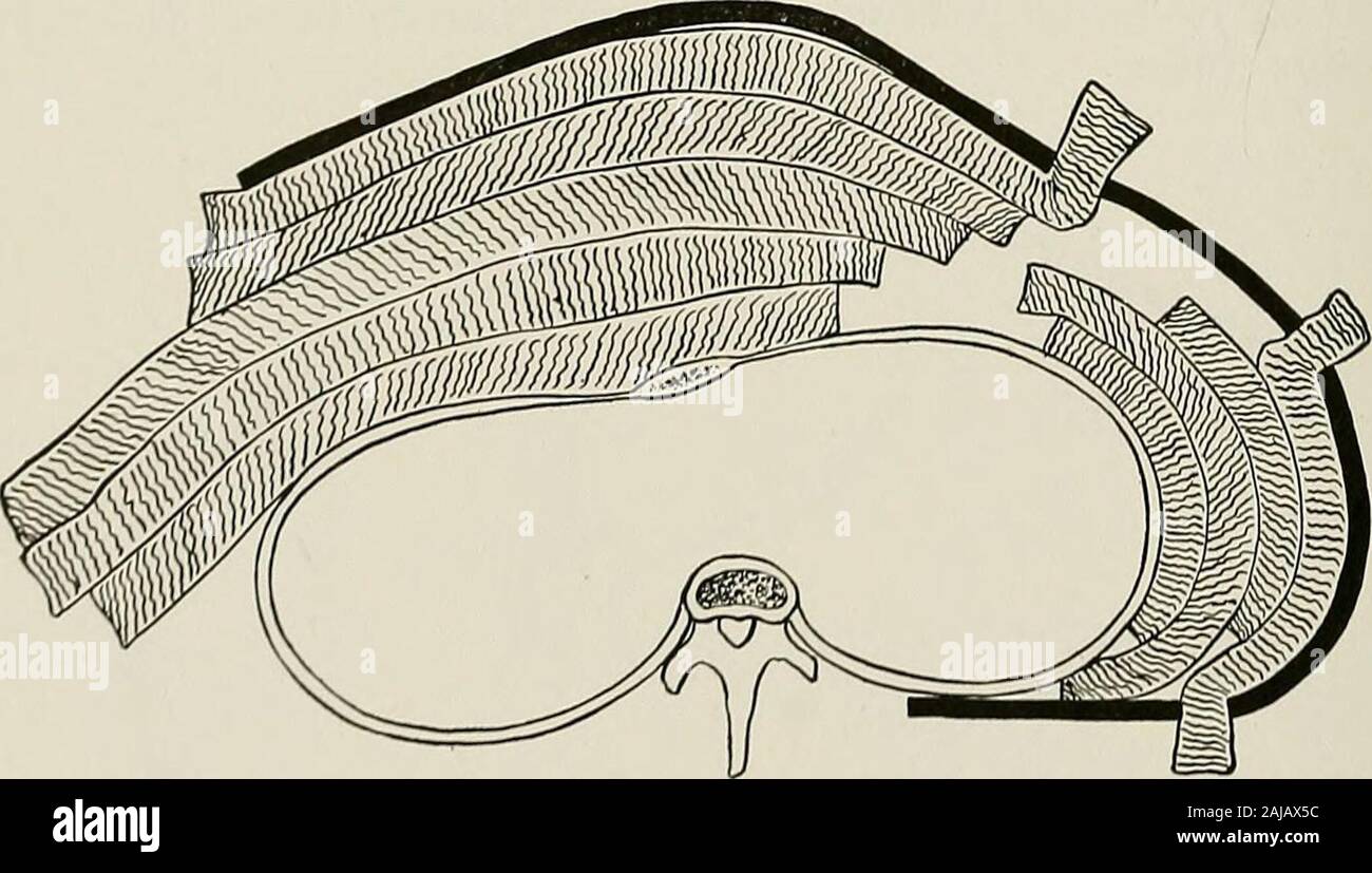 Surgical treatment; a practical treatise on the therapy of surgical ...