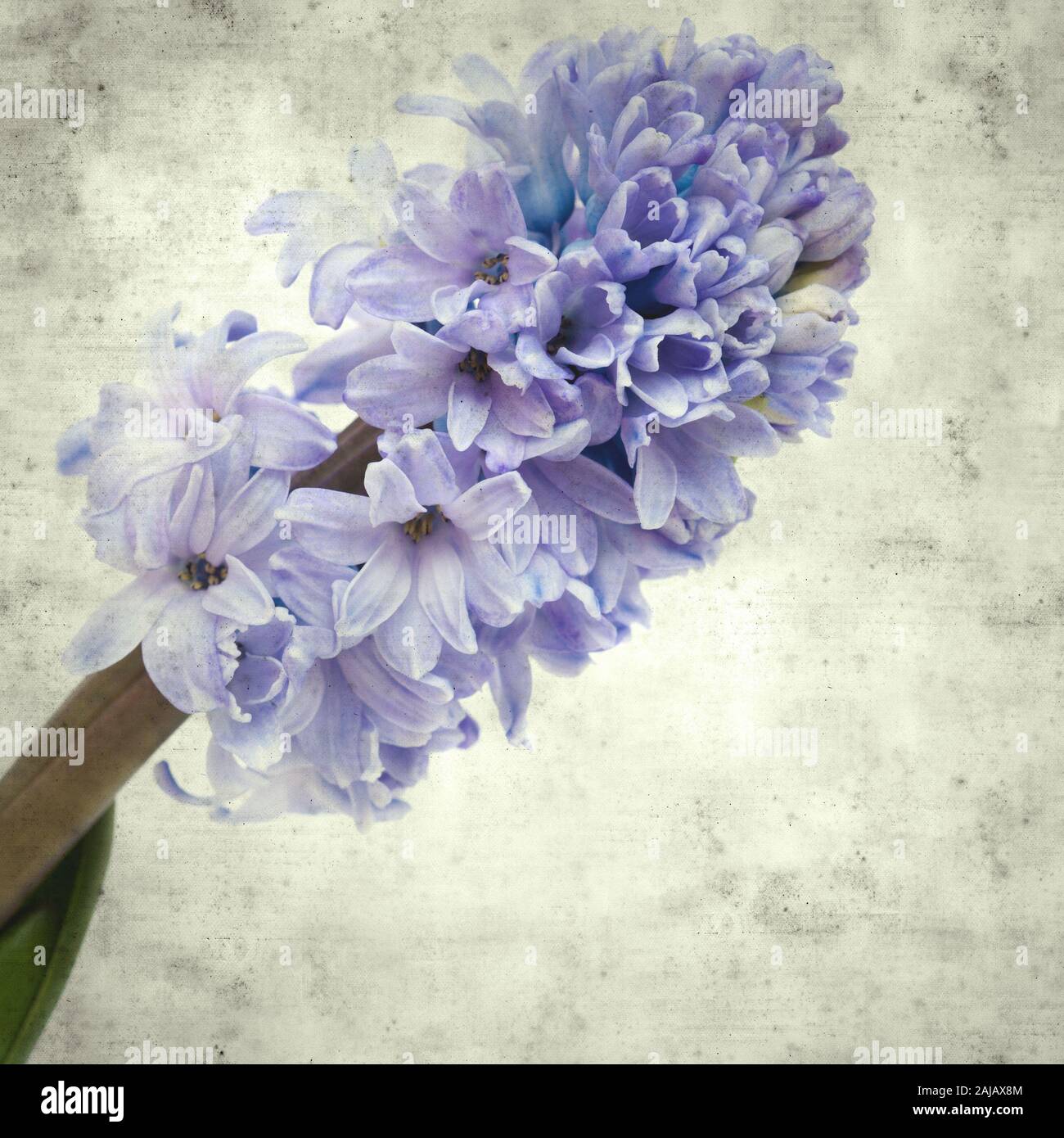 textured stylish old paper background, square, with blue hyacinth ...