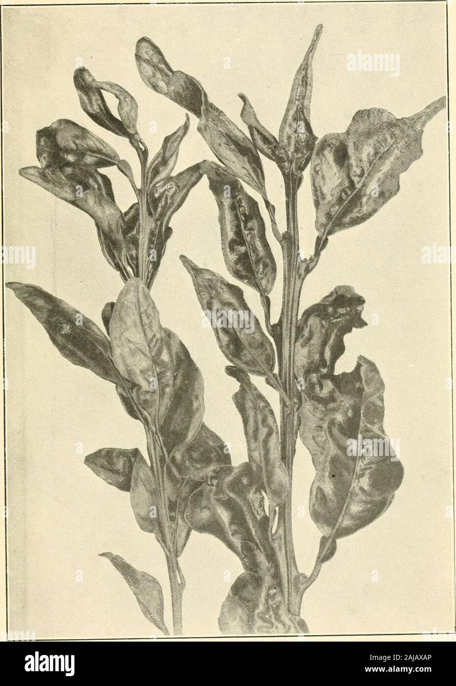 Papers on insects injurious to citrus and other subtropical fruits ...