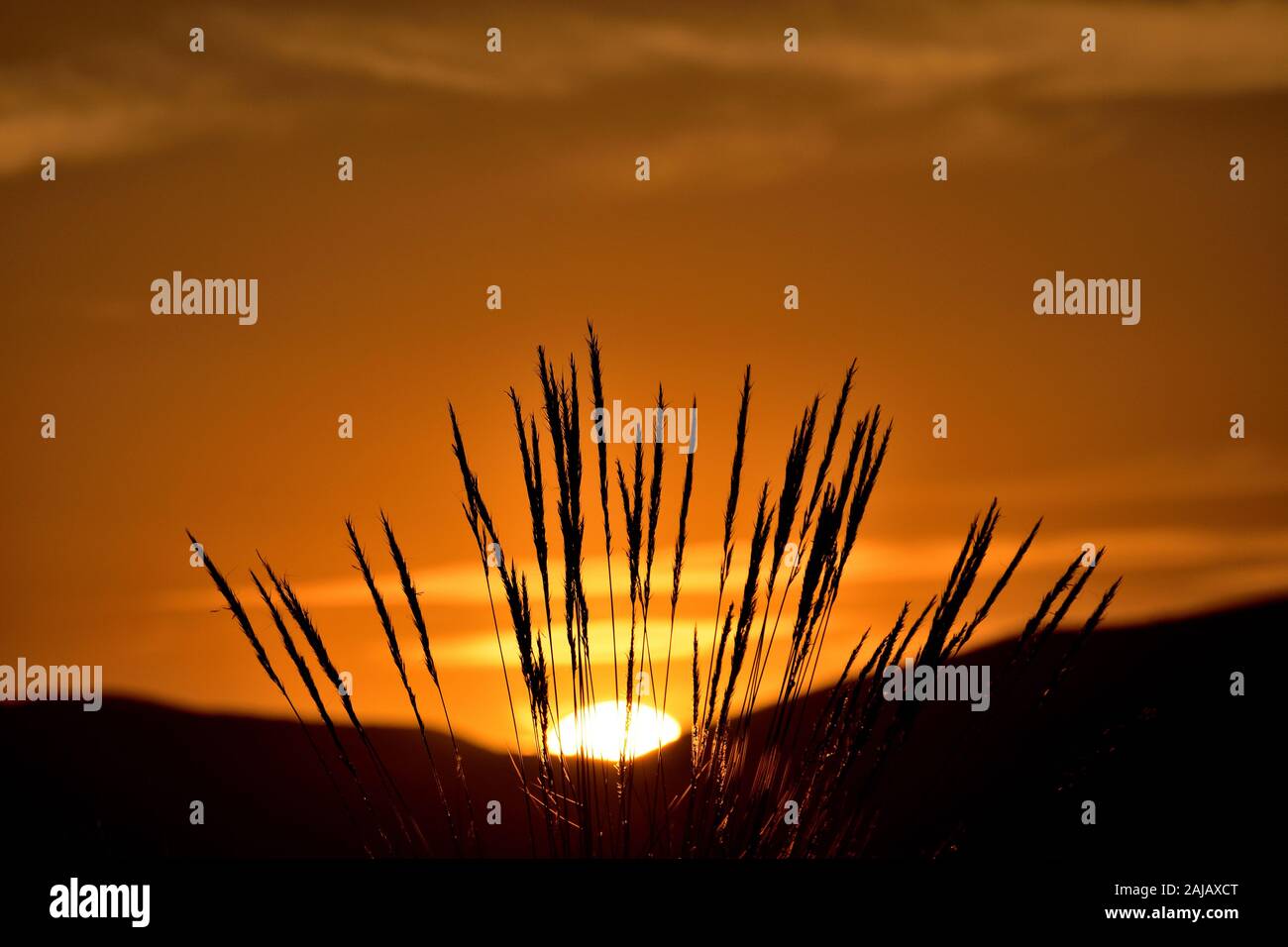 Silhouette plants sunset sky sun hi-res stock photography and images ...