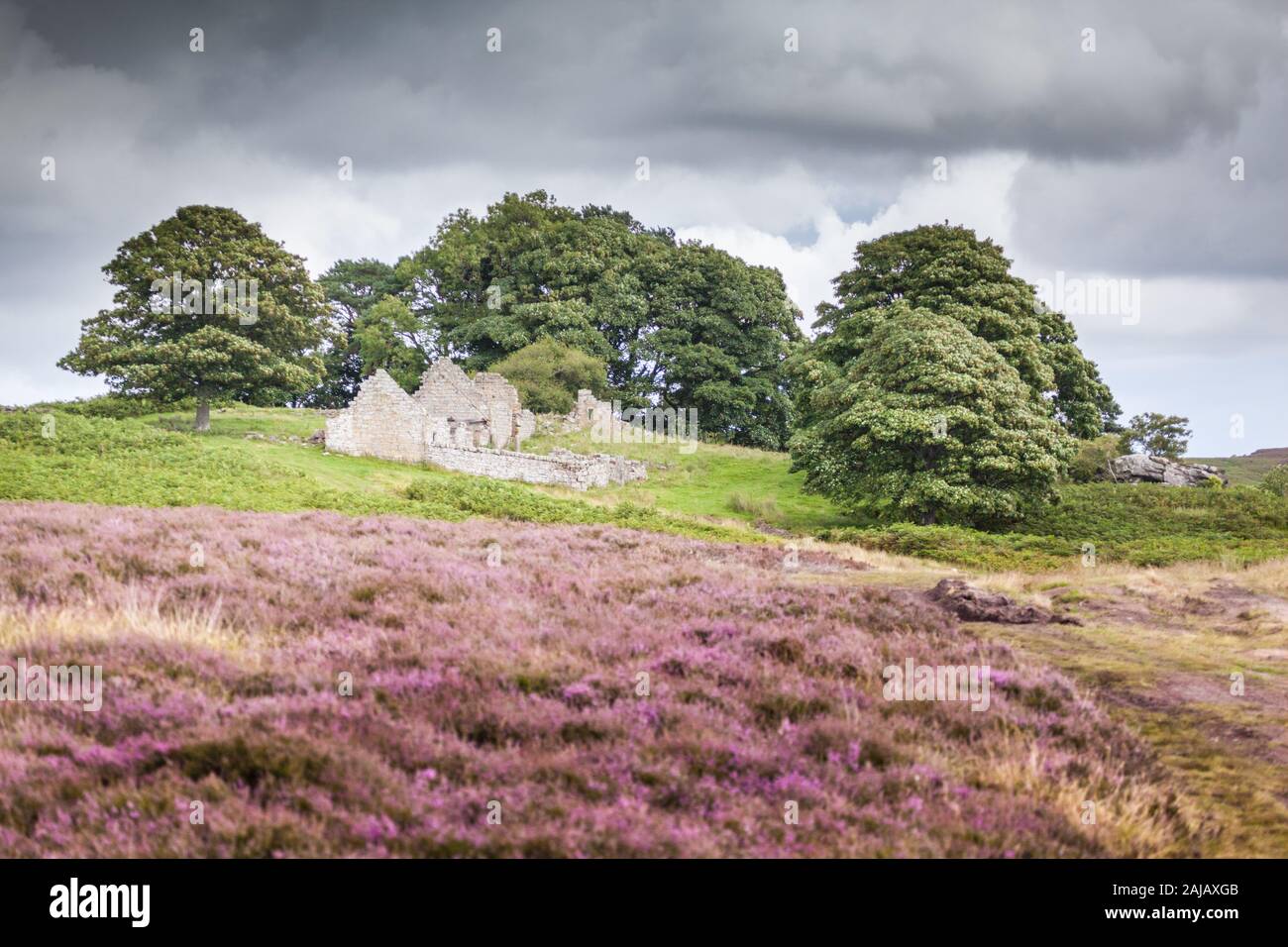 Blawearie House, a derelict farmstead in a circle of deciduous trees ...