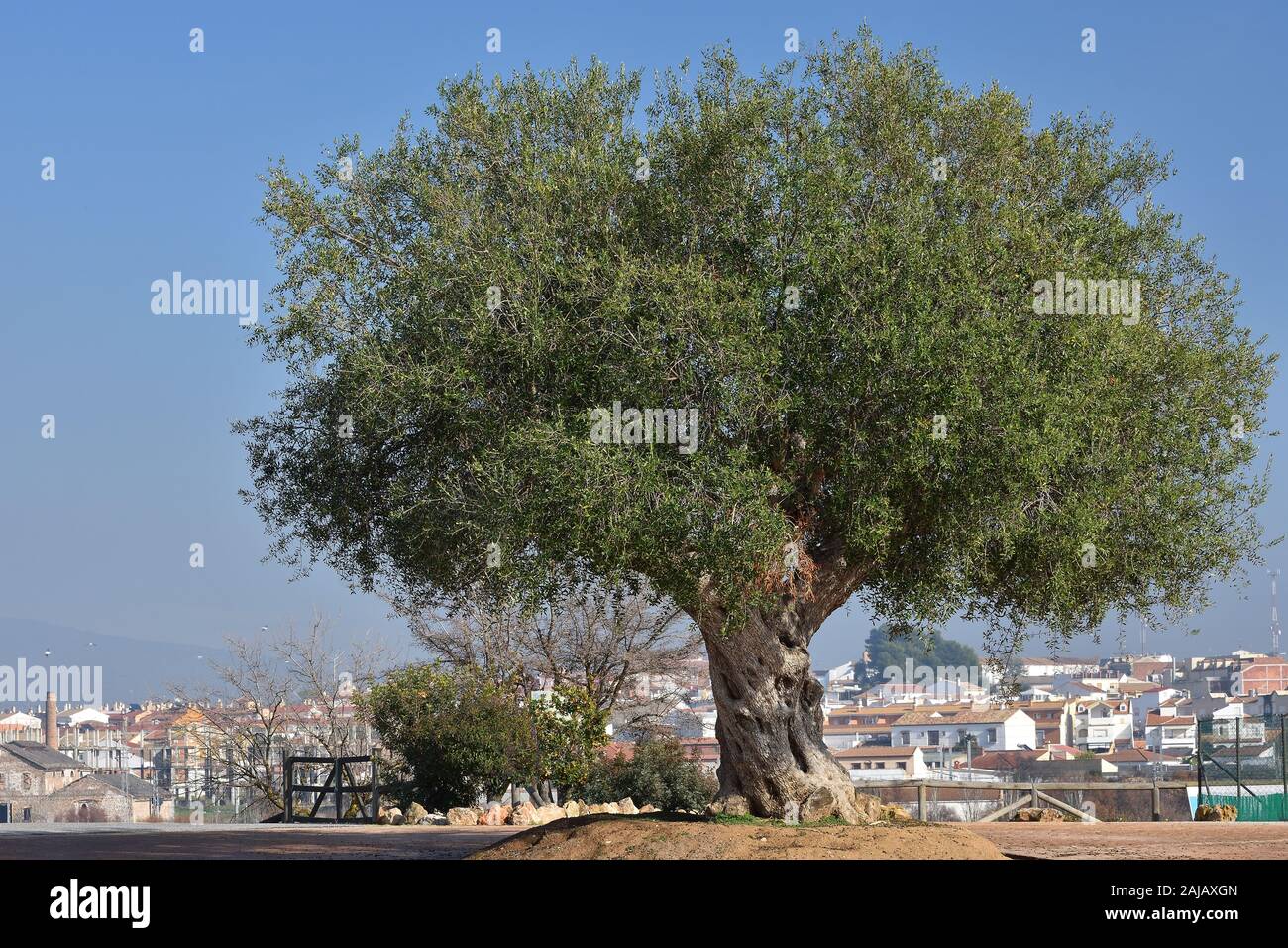 Large lonely olive tree with the Malaga town of Fuente de Piedra in the ...