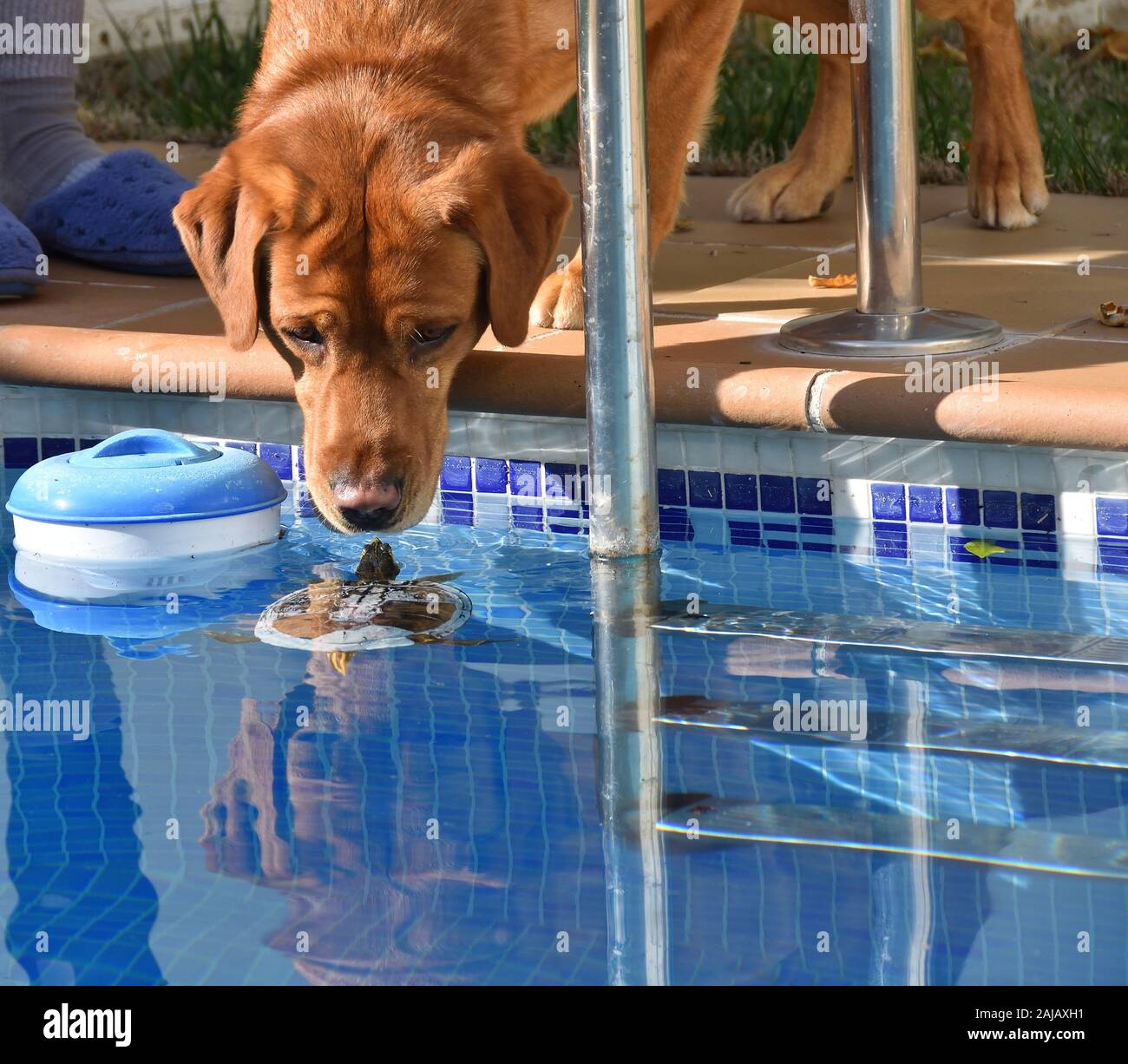 Can Dogs Drink Chlorinated Water