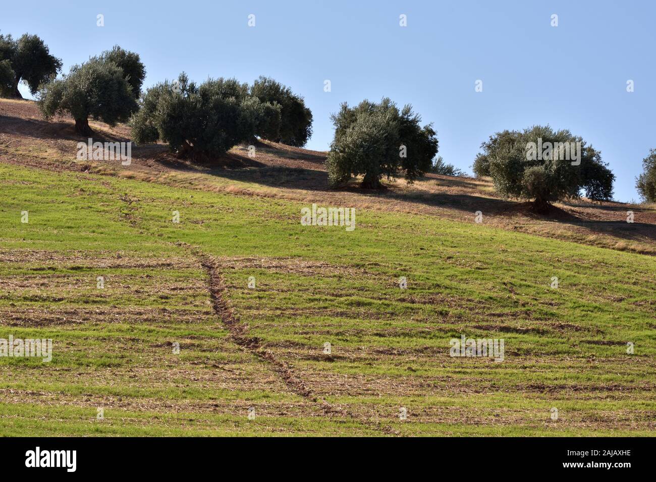 Rural road olive tree hi-res stock photography and images - Alamy