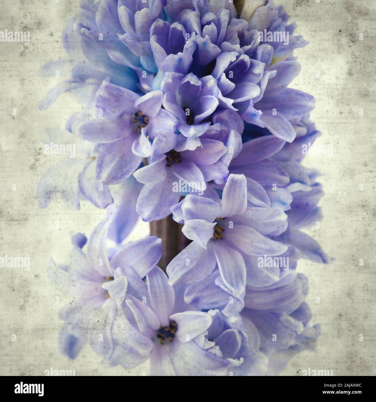textured stylish old paper background, square, with blue hyacinth ...