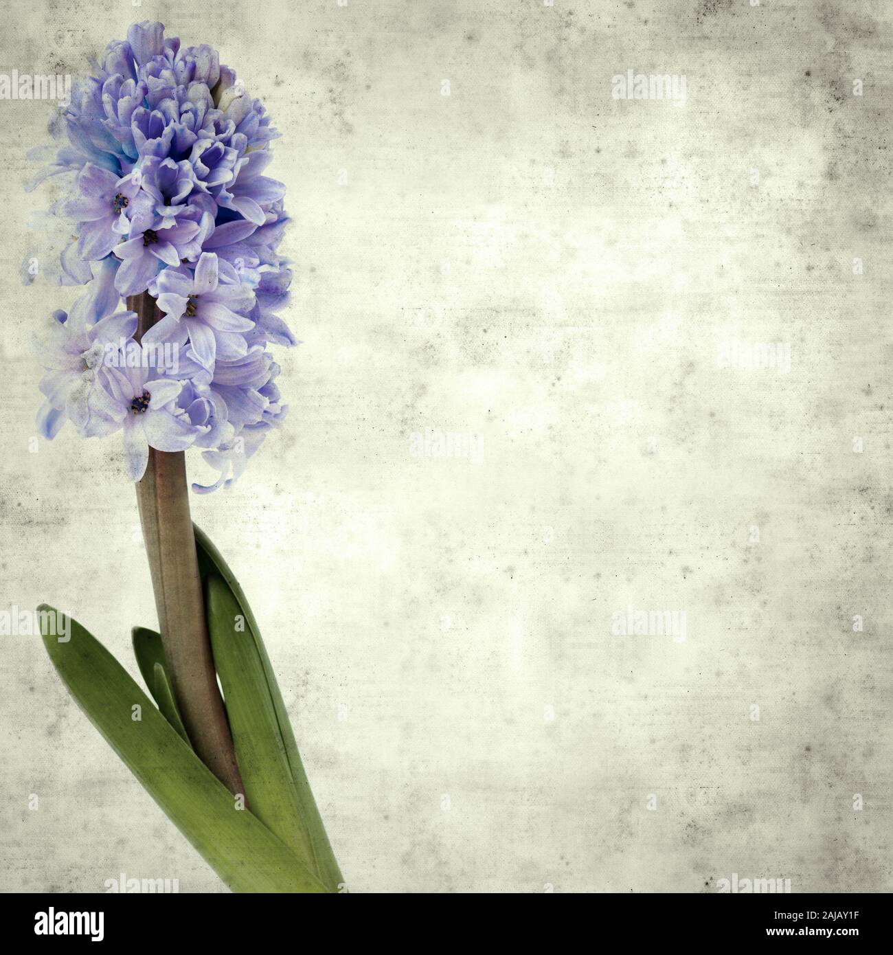 textured stylish old paper background, square, with blue hyacinth ...