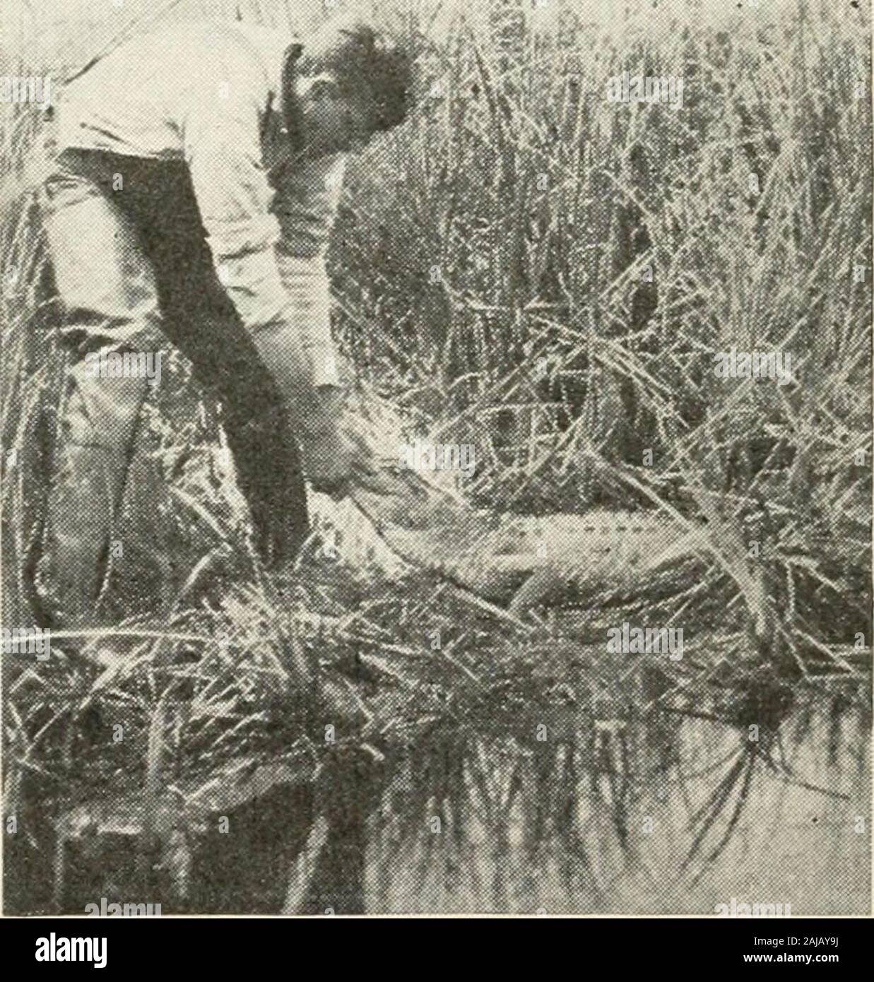 Marsh benjamin f hi-res stock photography and images - Alamy