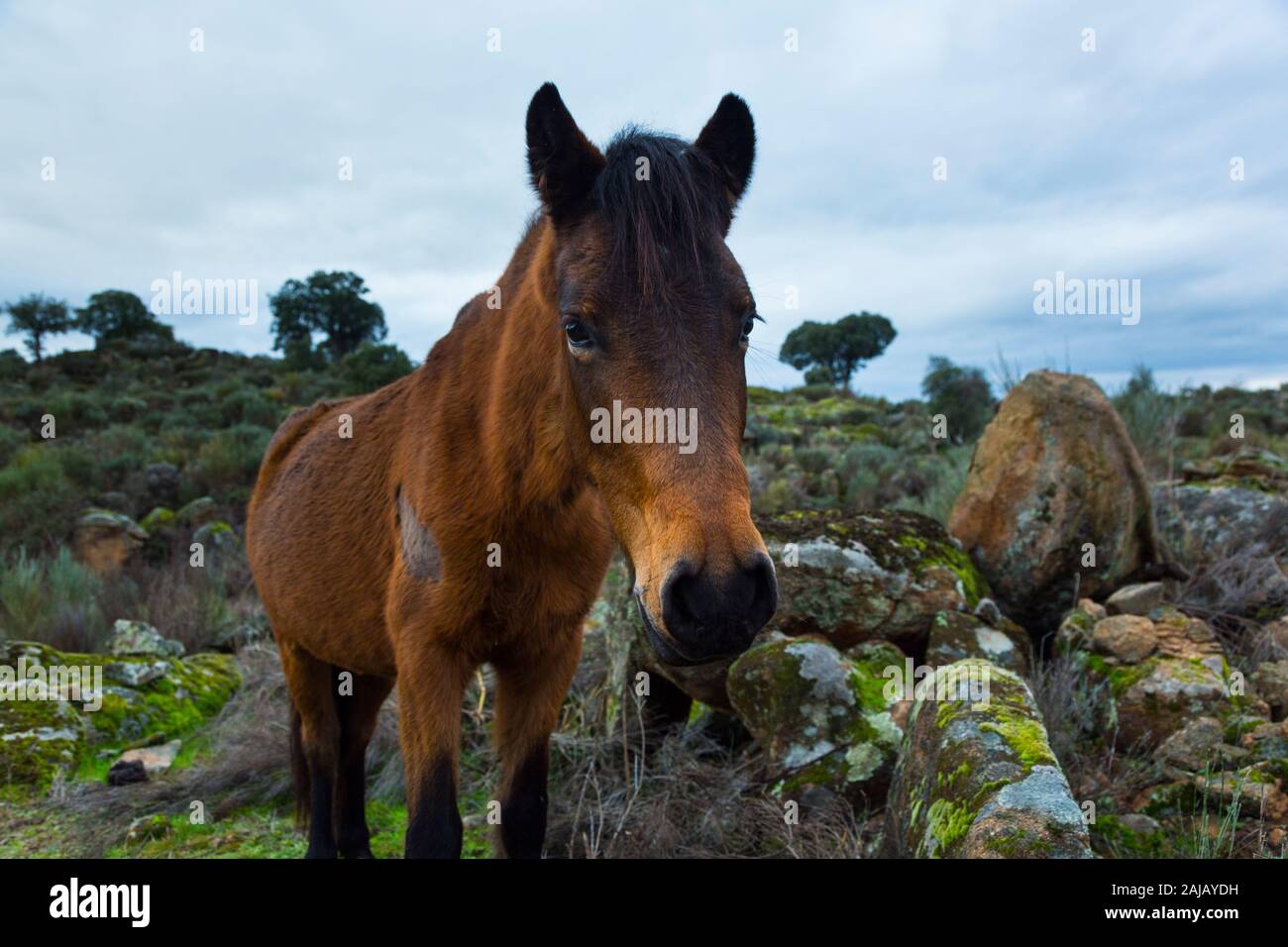HORSE - CABALLO (Equus ferus caballus), Faia Brava private reserve ...
