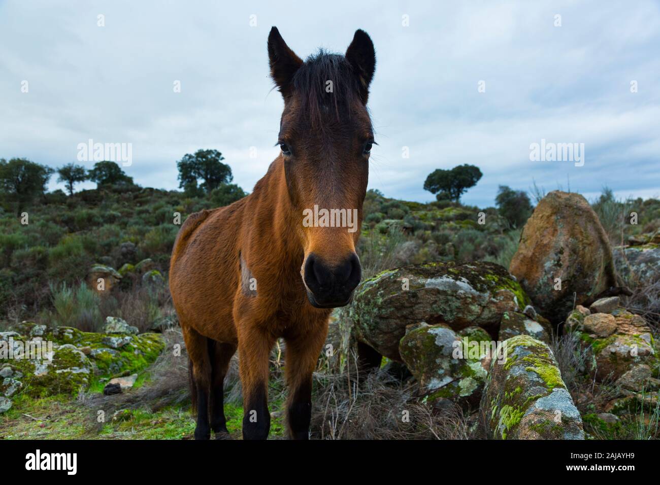 HORSE - CABALLO (Equus ferus caballus), Faia Brava private reserve ...