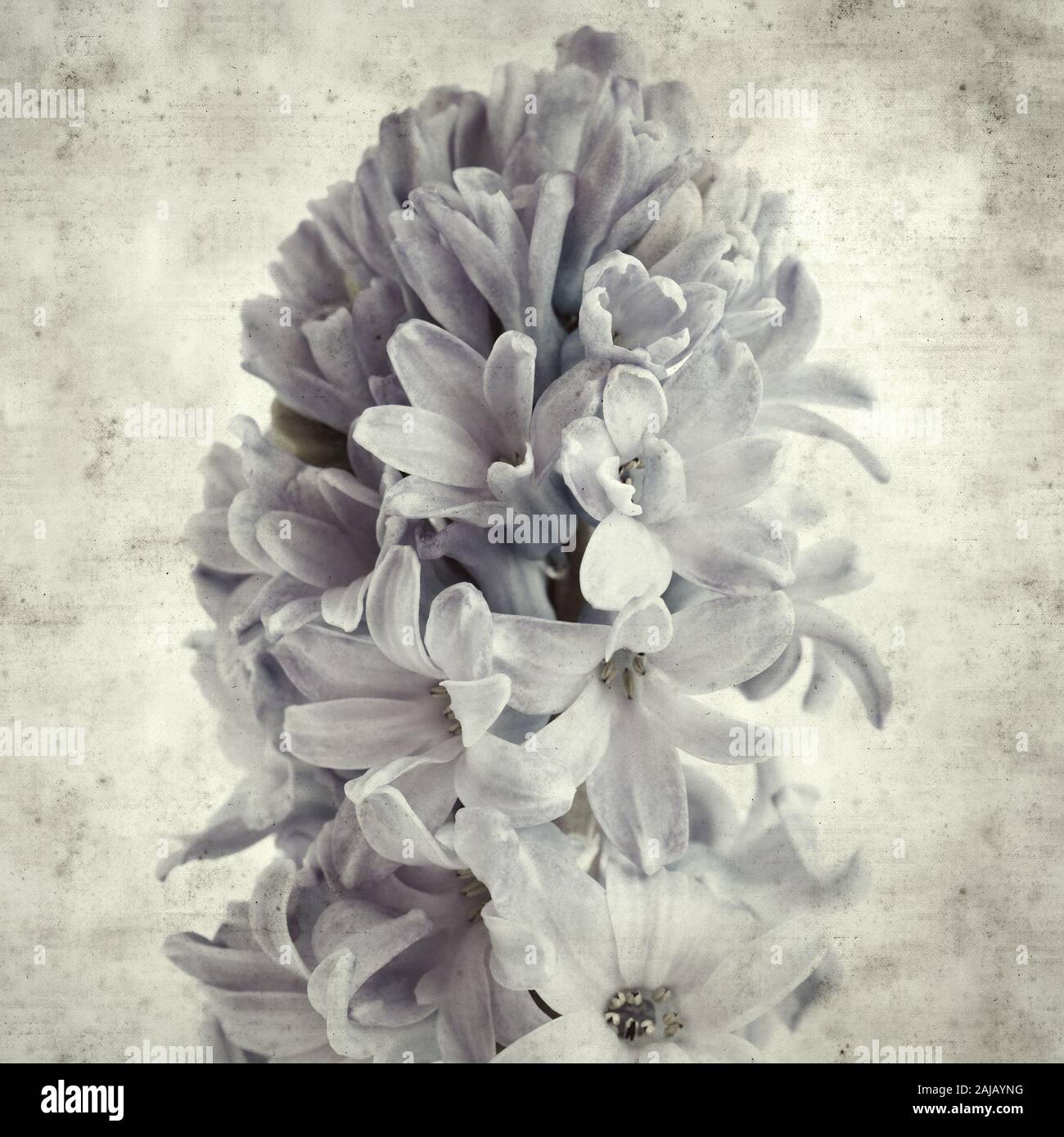 textured stylish old paper background, square, with blue hyacinth ...
