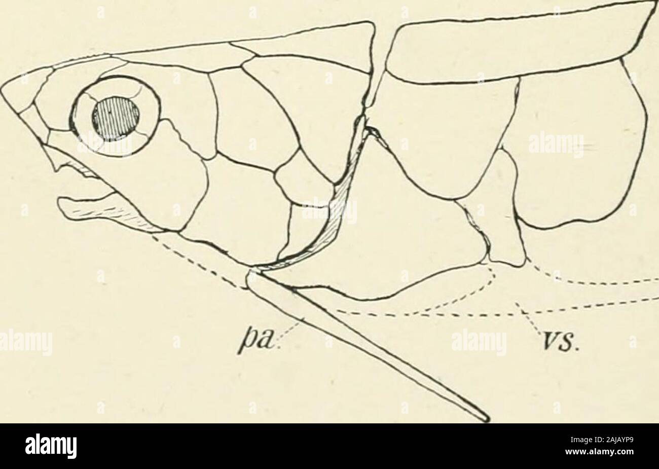 Occipital plate hi-res stock photography and images - Alamy