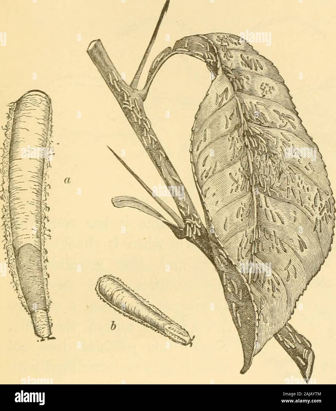 Insects injurious to fruits . The Long Scale.Mytilaspis Gloveri Packard ...