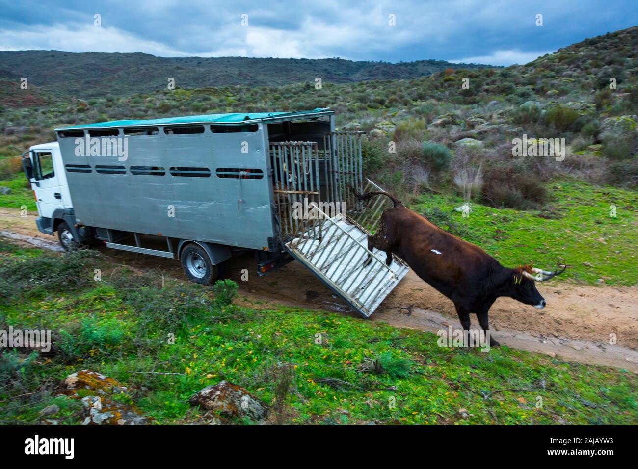 Vaca maronesa wild cattle maronesa breed hi-res stock photography and ...