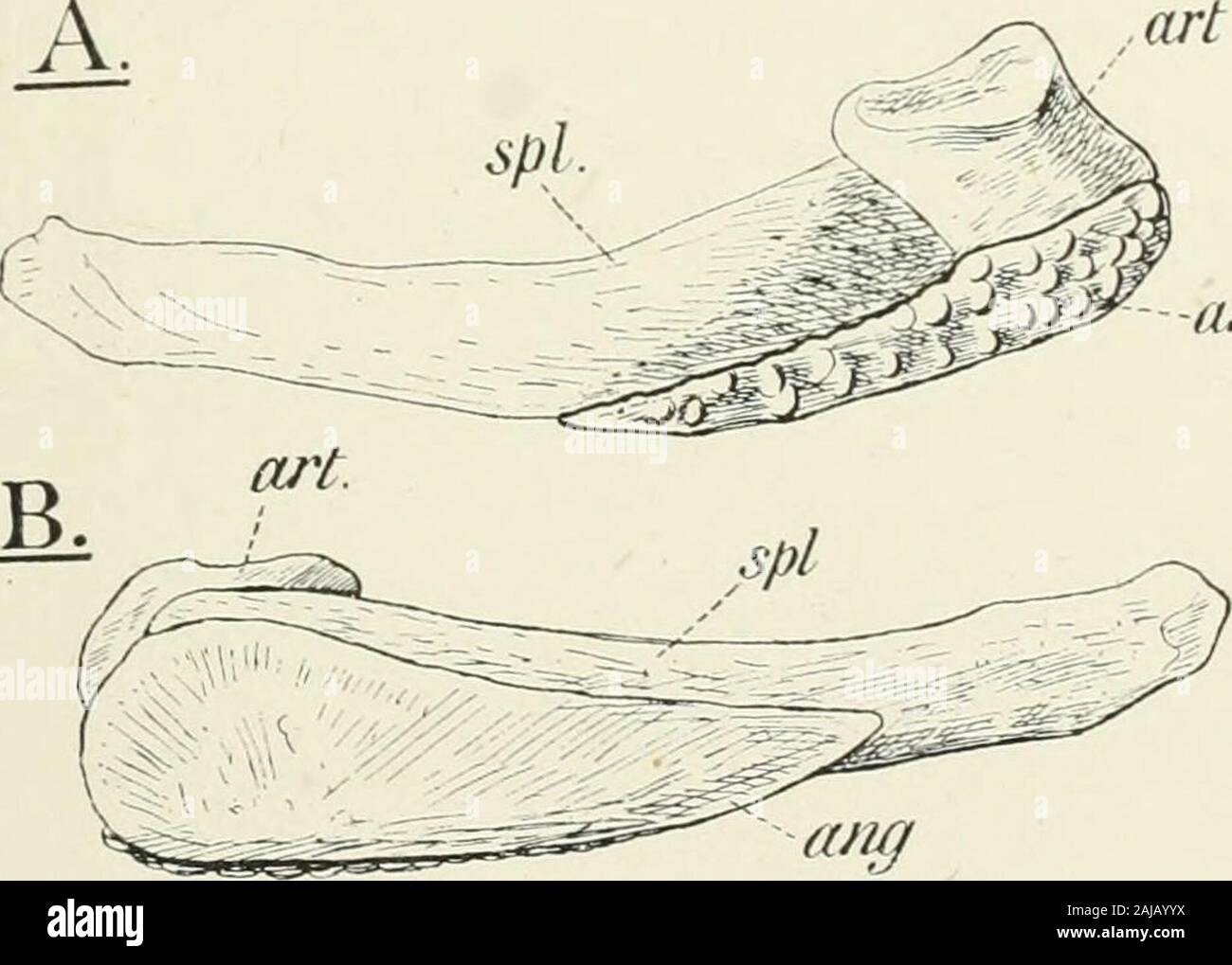 A treatise on zoology . (.(WA-oiUws dcclpiens, Ag. Ventral shield ...