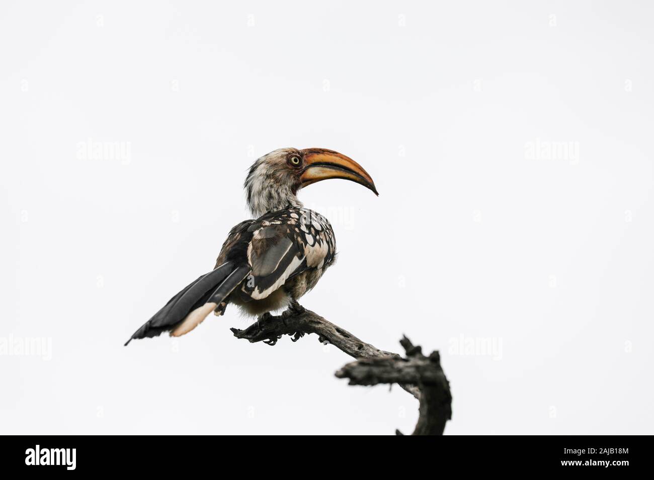 Krueger national park hi-res stock photography and images - Alamy