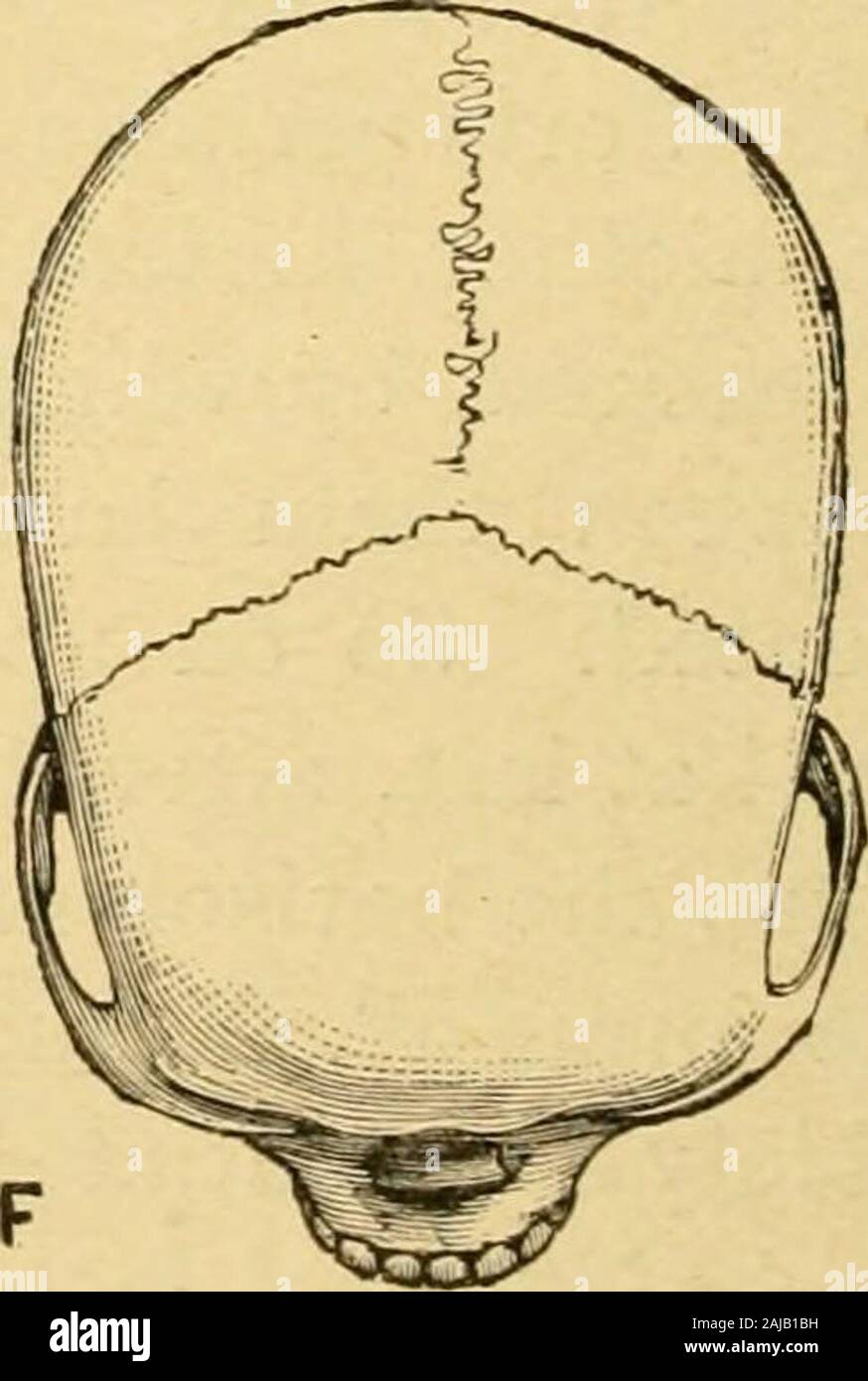 Evolution of man from ape hi-res stock photography and images - Alamy