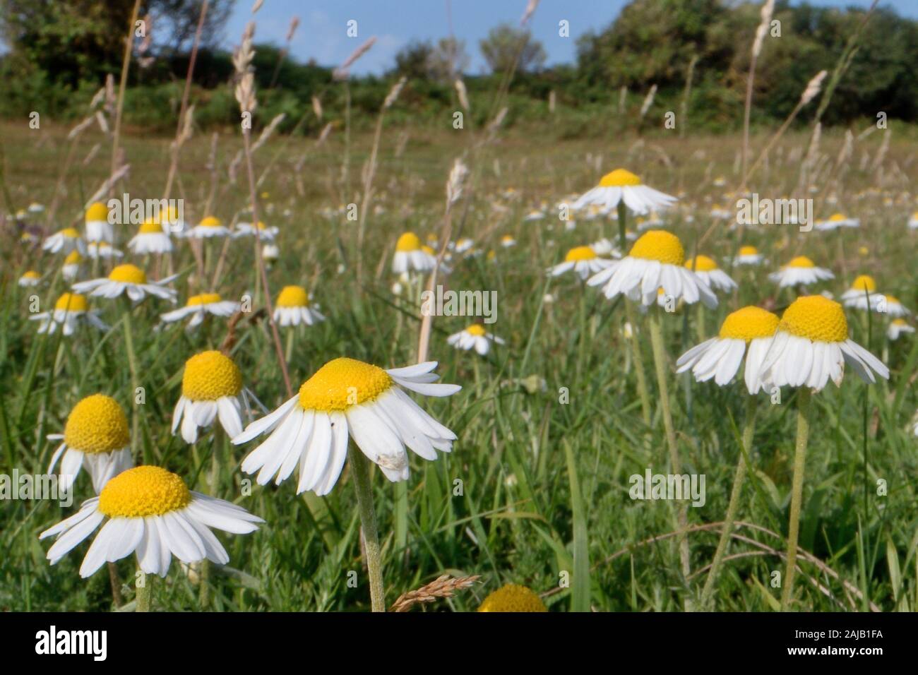 English / Roman Chamomile (Chamaemelum nobile) flowering on grazed ...