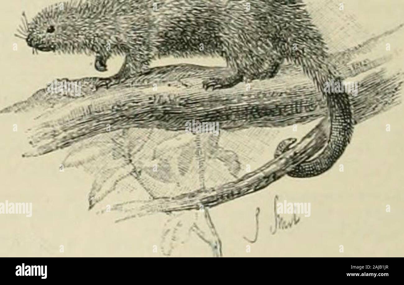 Prub hi-res stock photography and images - Alamy