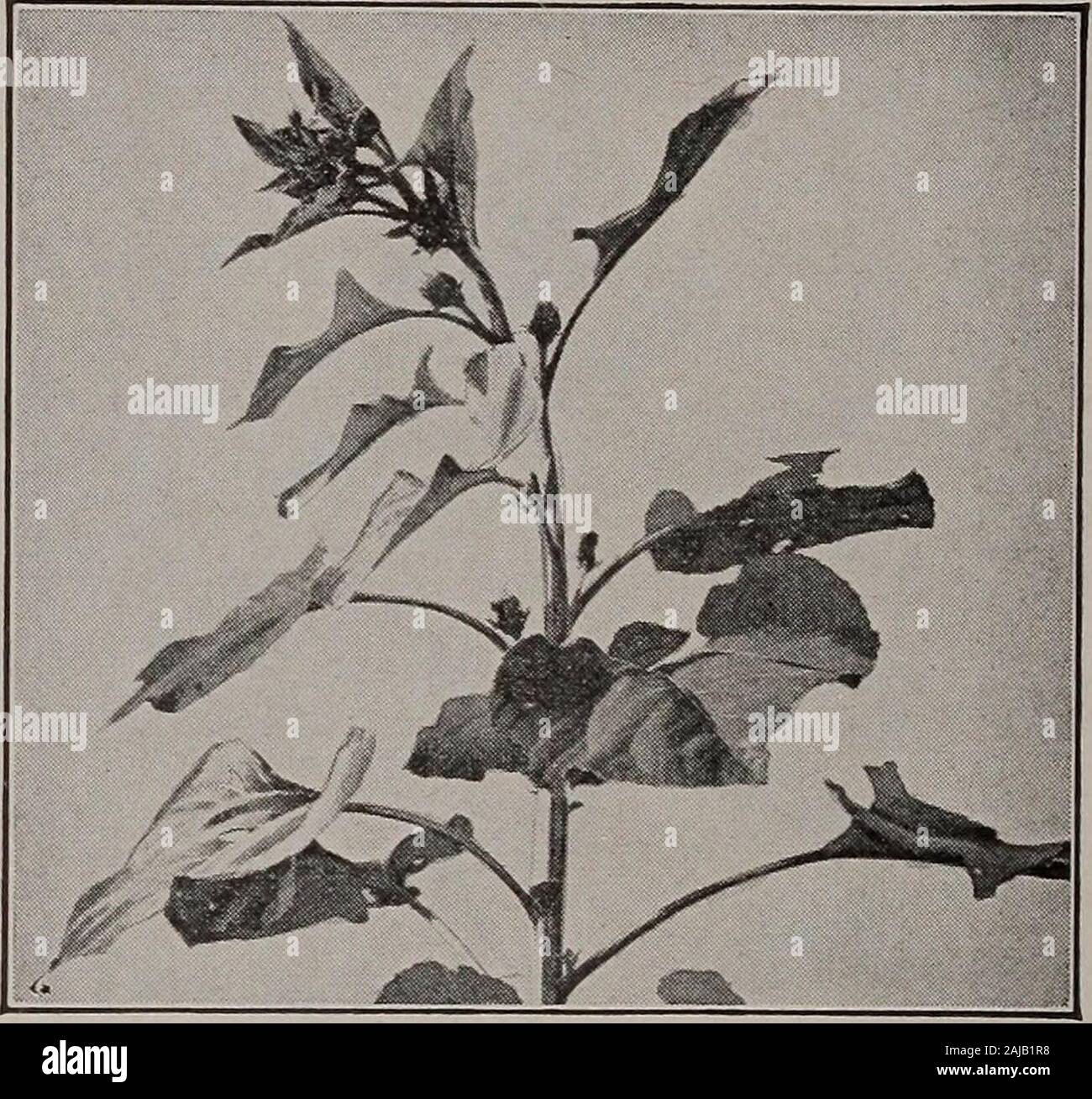 Pulvinus hi-res stock photography and images - Alamy