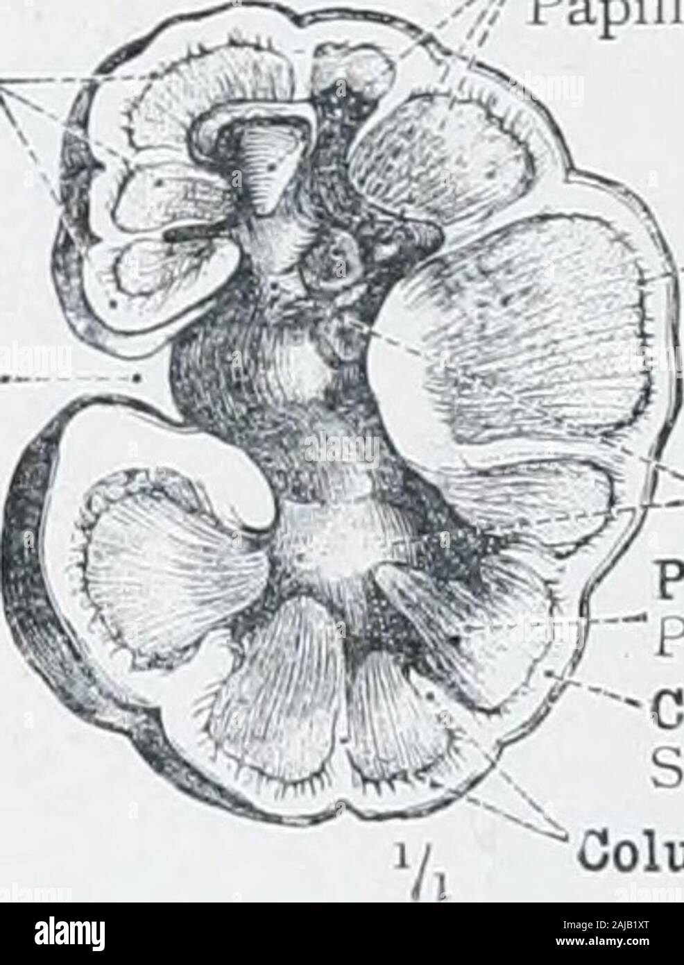 Renal pyramid hi-res stock photography and images - Alamy