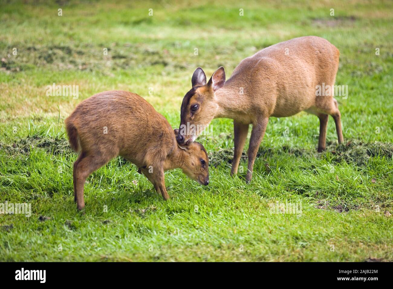 MUNTJAC DEER (Muntiacus reevesi). Mother grooming, LICKING WITH TONGUE ...
