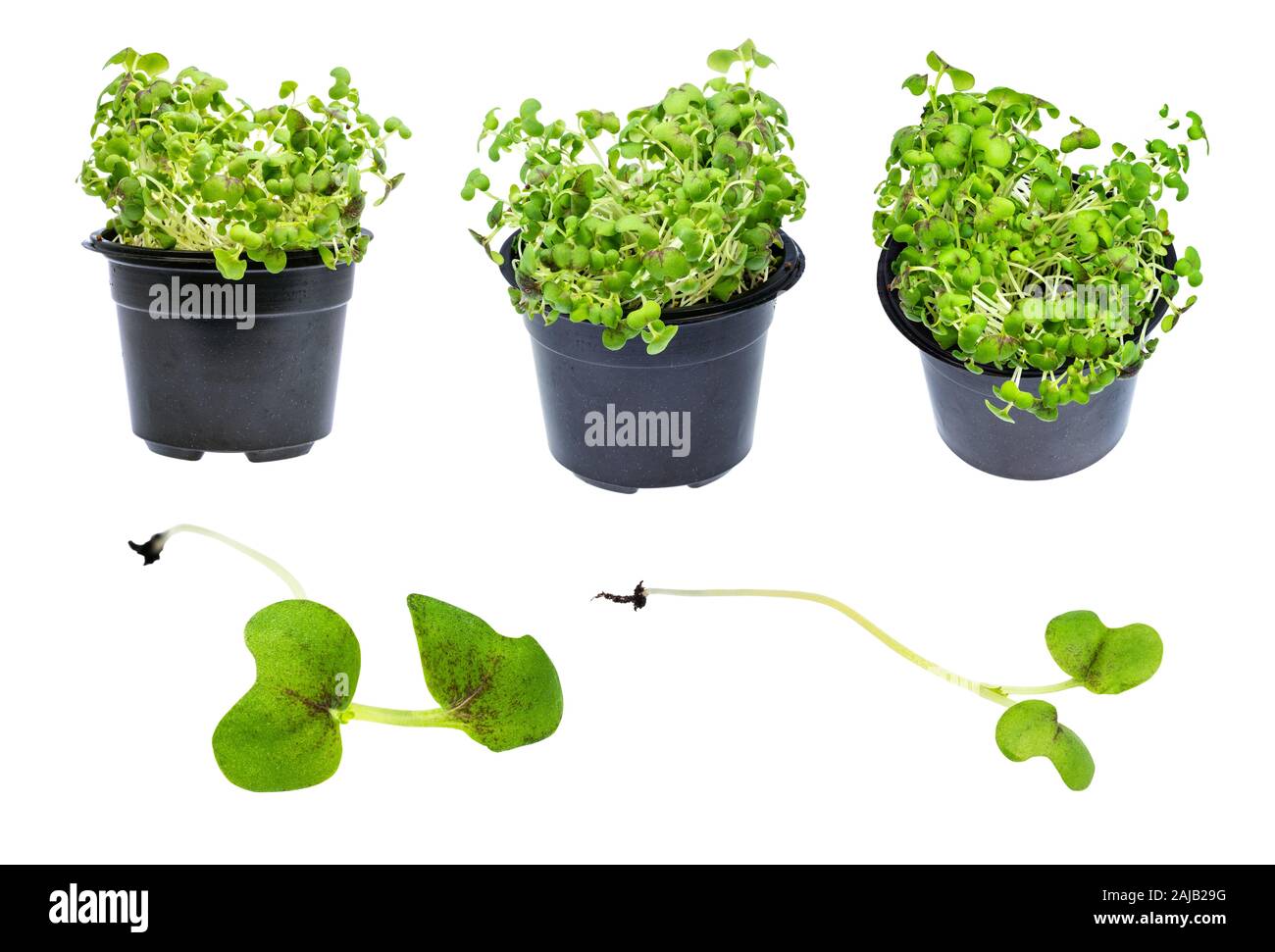 set from fresh green mustard cress grass cutout on white background ...