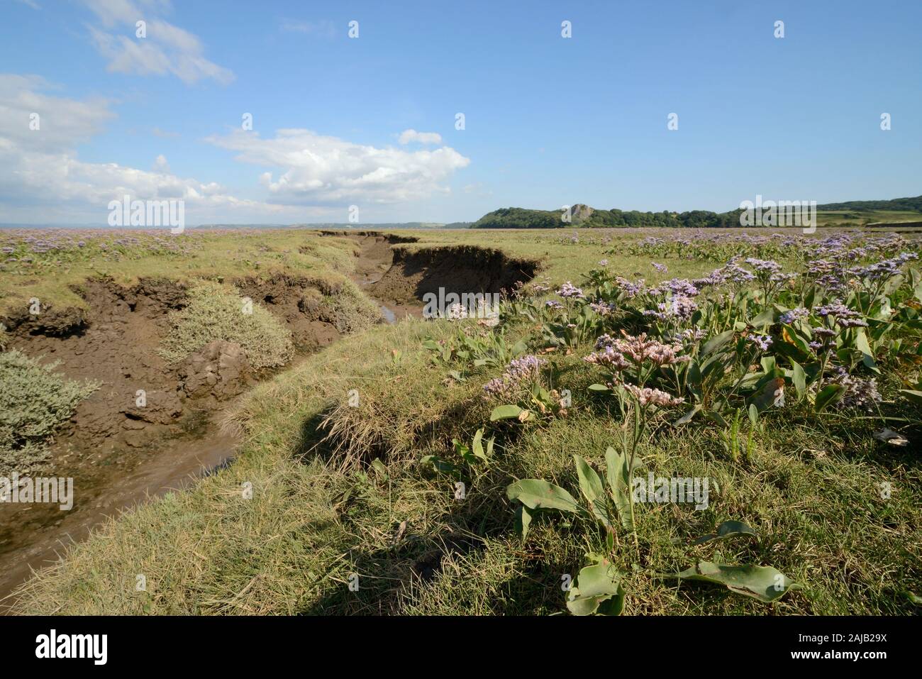 Common sea lavender (Limonium vulgare) flowering in profusion on a ...