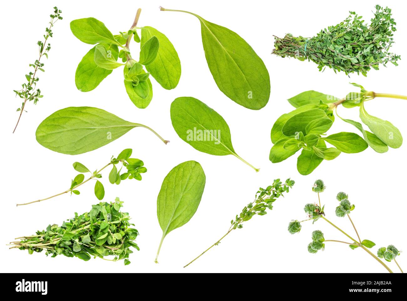 set of fresh marjoram (Origanum majorana) herbs cutout on white ...