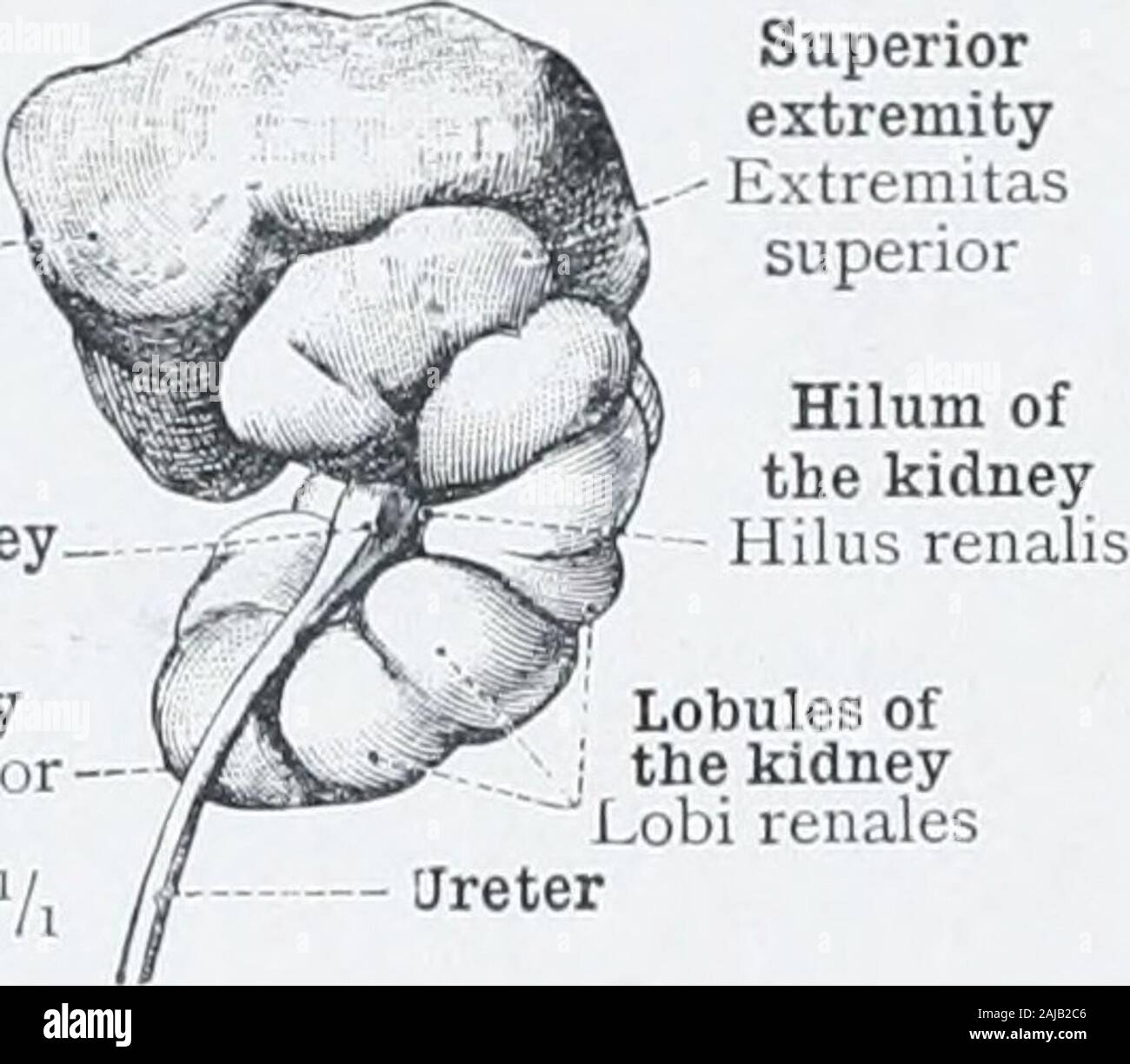 Renal papilla hi-res stock photography and images - Alamy