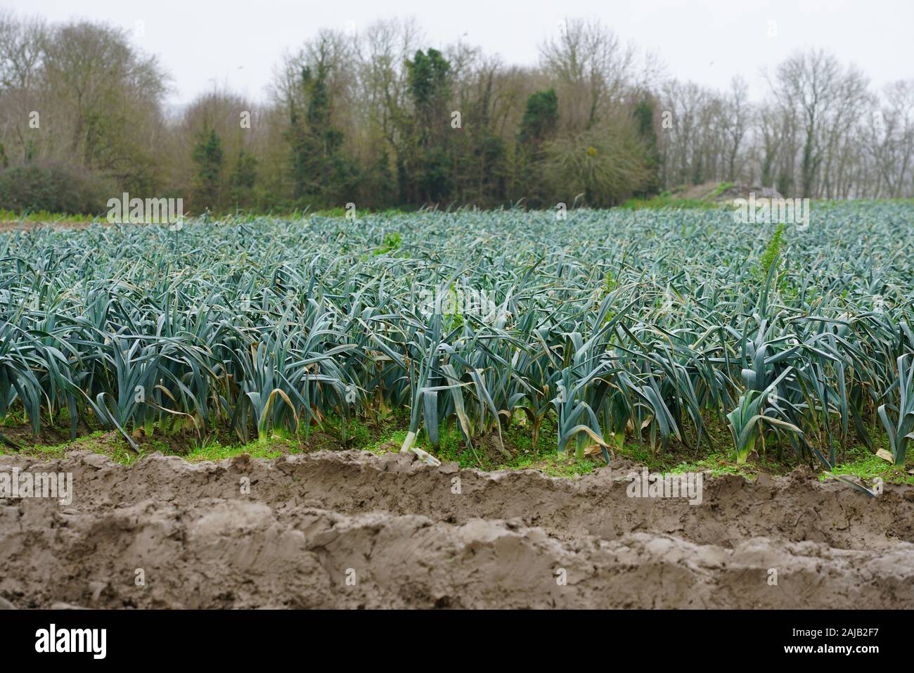 Planted leeks hi-res stock photography and images - Alamy