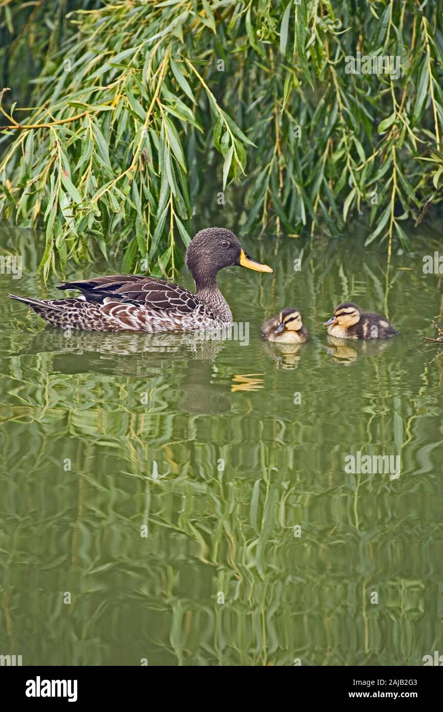 African yellow bill duck hi-res stock photography and images - Alamy